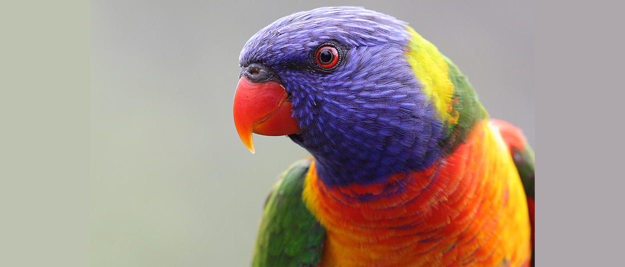 Bird Nerds Unite for the 2025 Aussie Bird Count - 96five